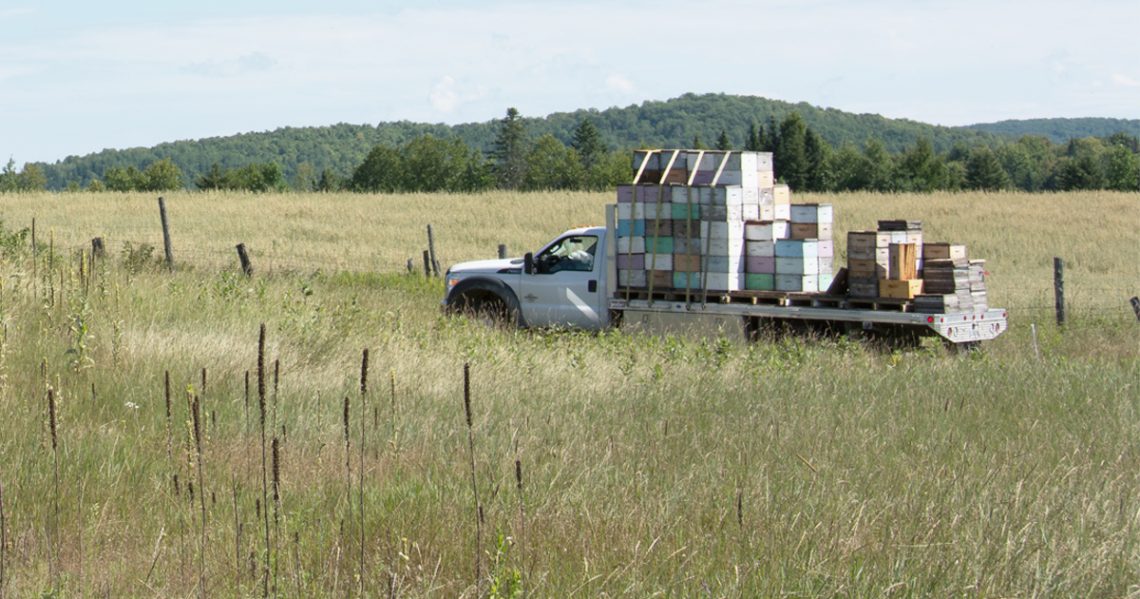 Les étapes de la récolte du miel | Miels d'Anicet