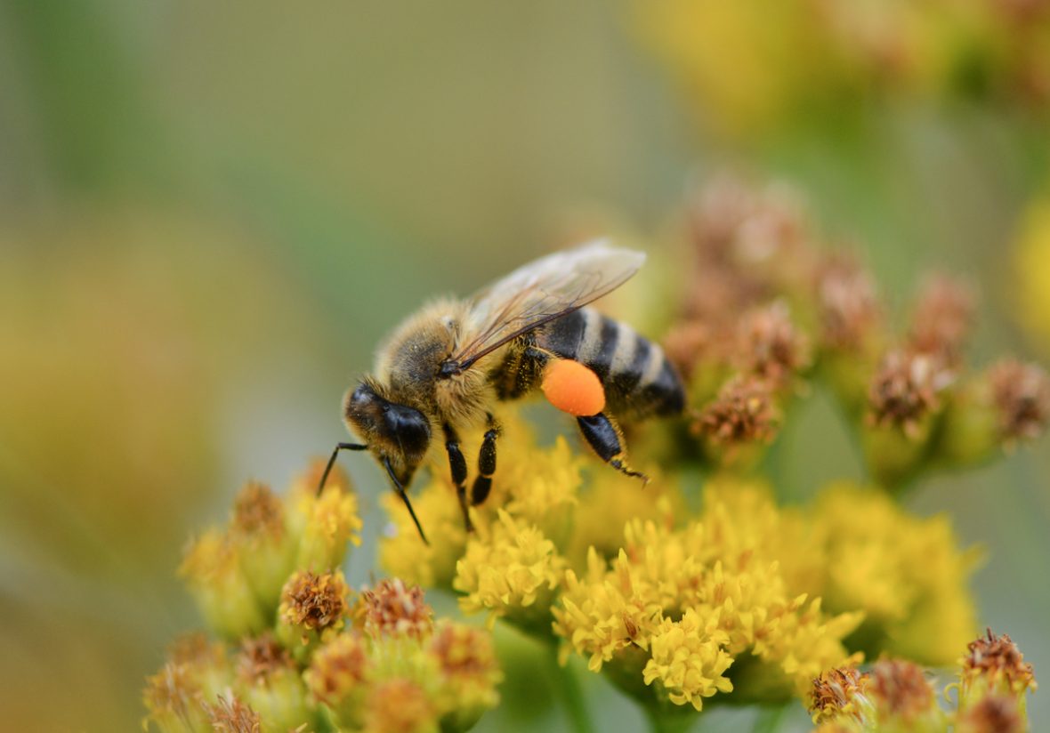 Le pollen, un arc-en-ciel de vitalité