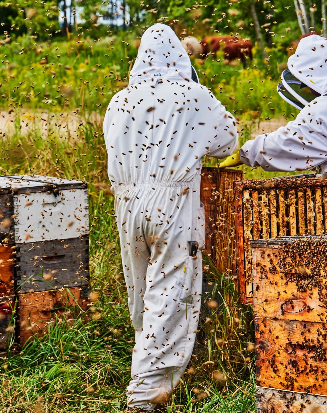 Récolte de miel et fabrication artisanale | Miels d'Anicet
